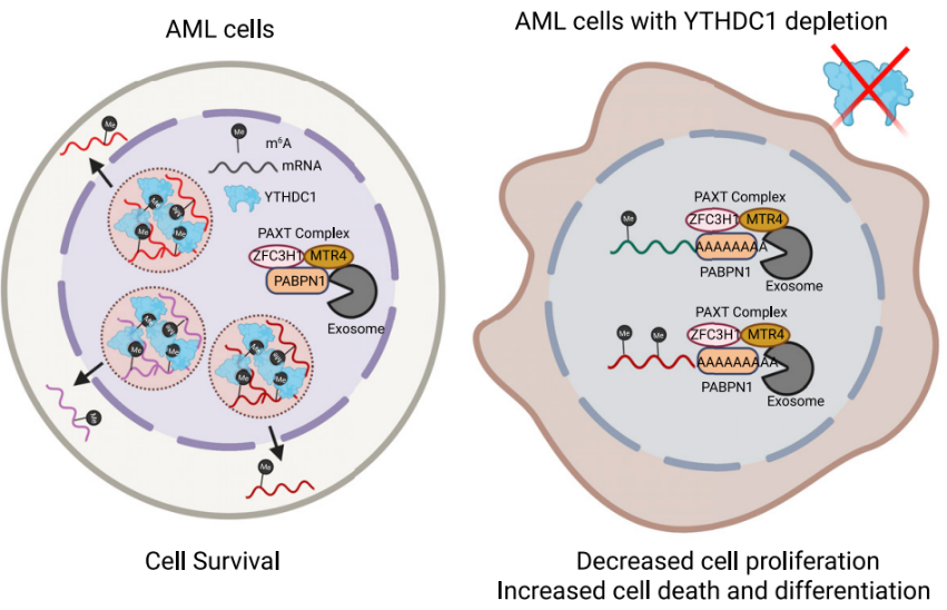 首都医学科学创新中心-YTHDC通过结合m6A-mRNA并易于形成分离相以抑制髓系白血病分化