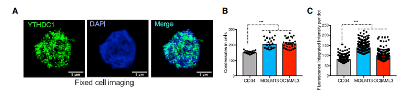 首都医学科学创新中心-YTHDC通过结合m6A-mRNA并易于形成分离相以抑制髓系白血病分化