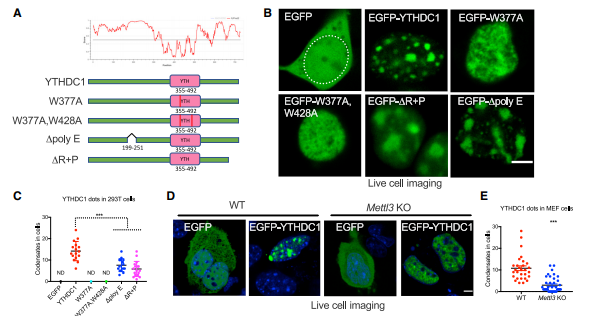 首都医学科学创新中心-YTHDC通过结合m6A-mRNA并易于形成分离相以抑制髓系白血病分化