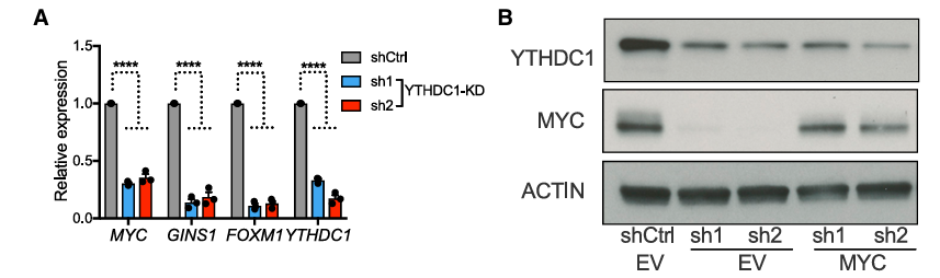 首都医学科学创新中心-YTHDC通过结合m6A-mRNA并易于形成分离相以抑制髓系白血病分化
