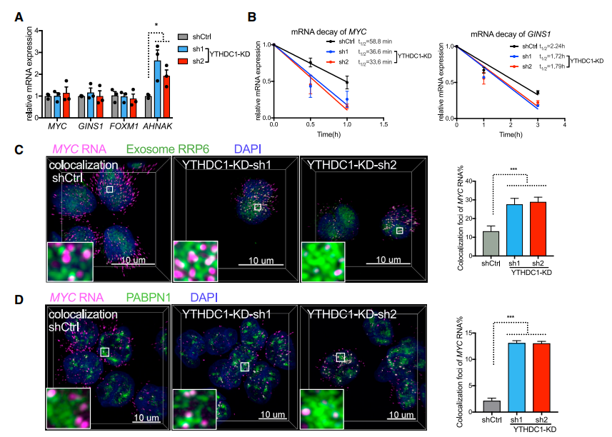 首都医学科学创新中心-YTHDC通过结合m6A-mRNA并易于形成分离相以抑制髓系白血病分化