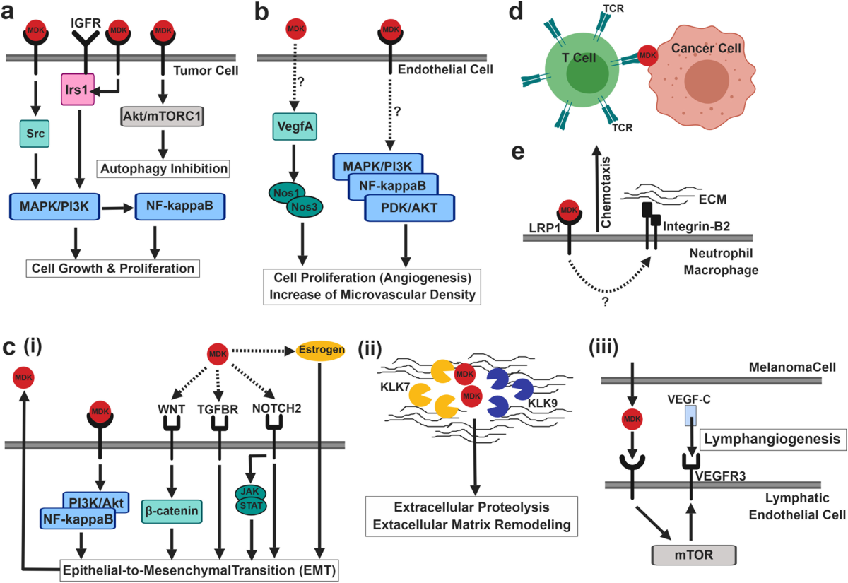 首都医学科学创新中心-Maximina Hee Yun团队突破再生极限：首个脊椎动物胸腺实现完全再生